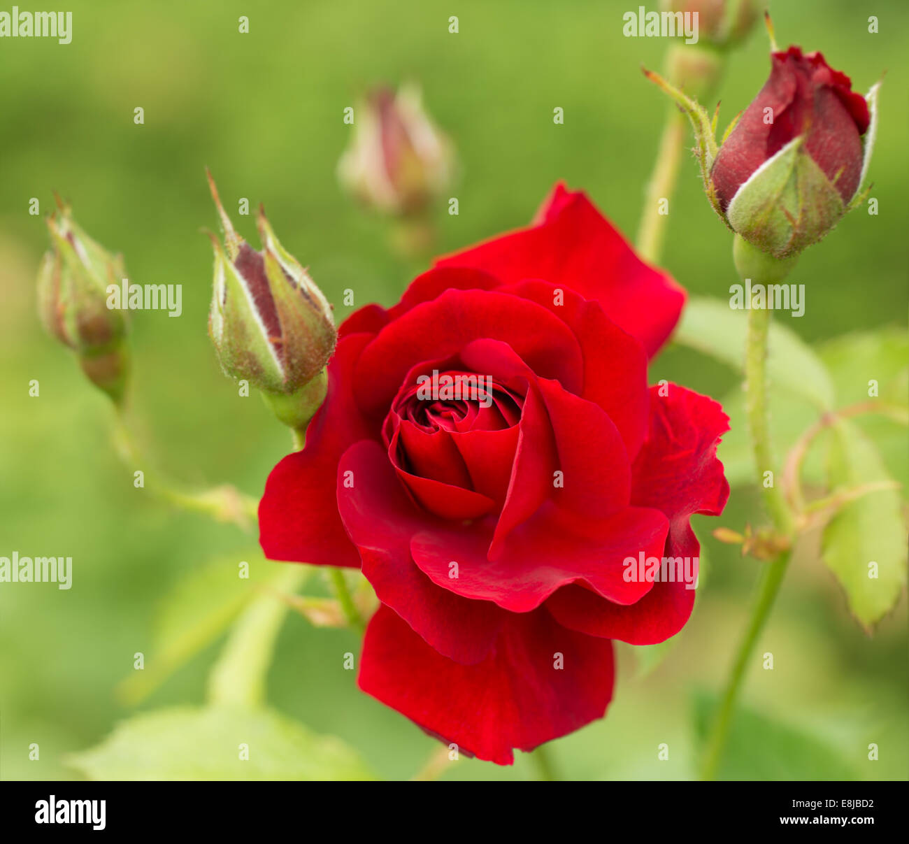 Flower of red rose Stock Photo - Alamy