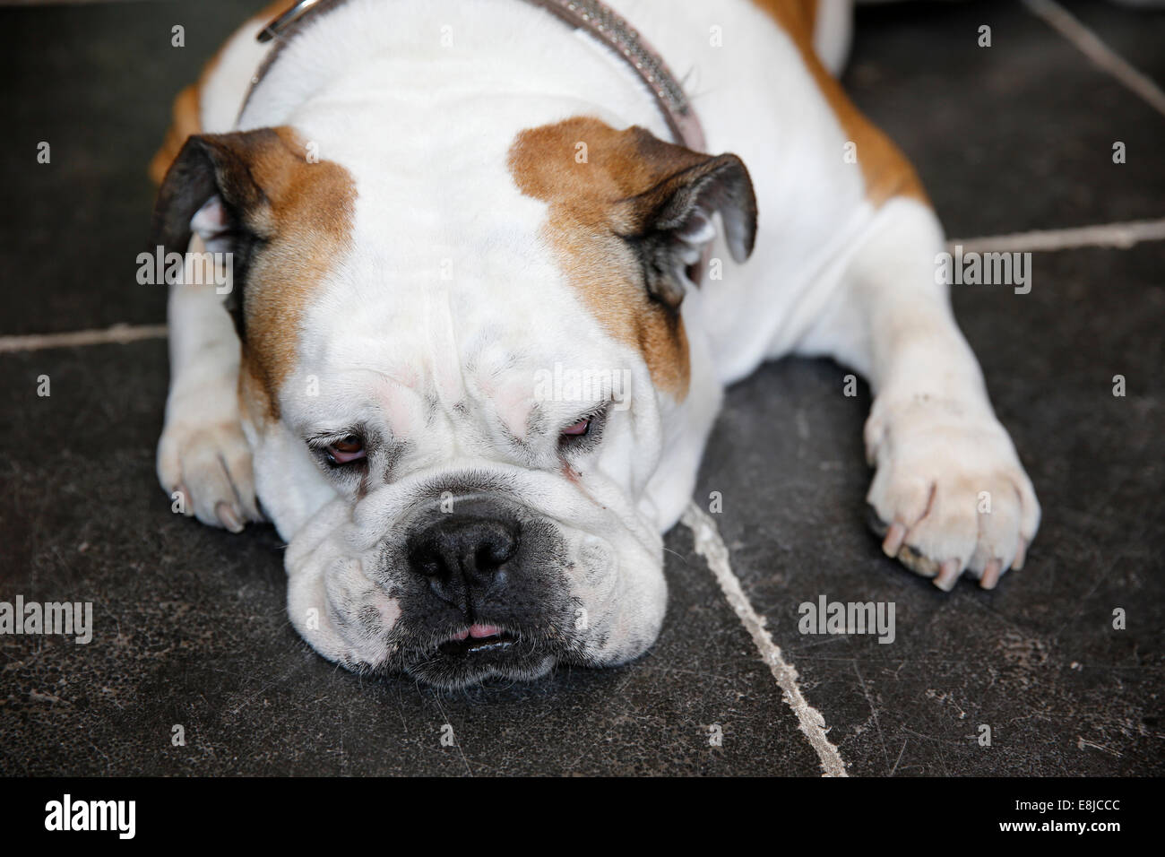 France bulldog hi-res stock photography and images - Alamy