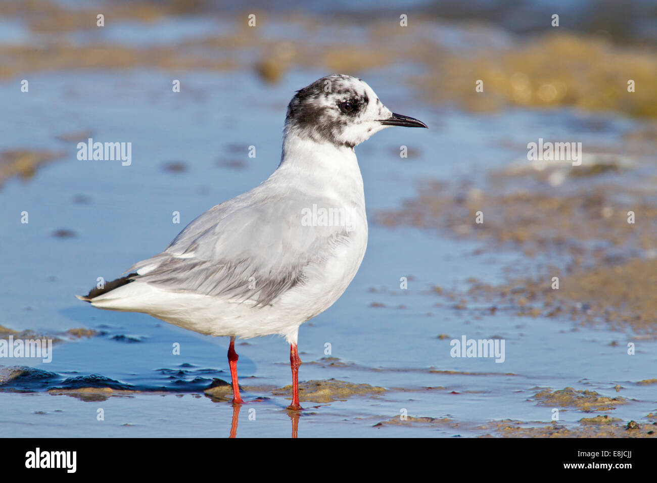 single adult little gull (Larus minutus) moulting from summer plumage ...