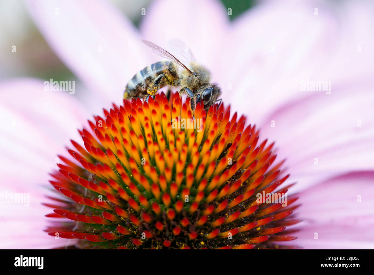 Flower and bee Stock Photo - Alamy