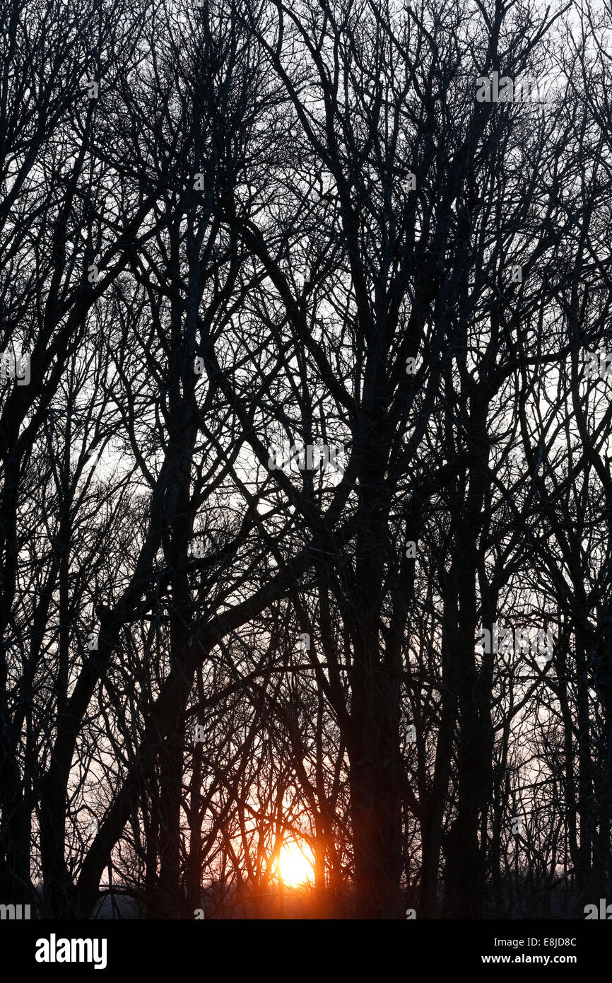 Sunset and trees Stock Photo - Alamy