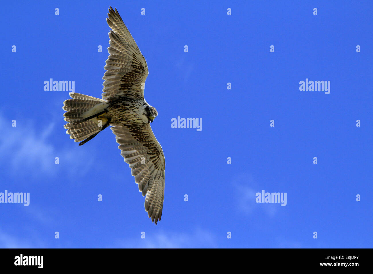 Hawk. The legend of the knights. The medieval festival of Provins Stock ...