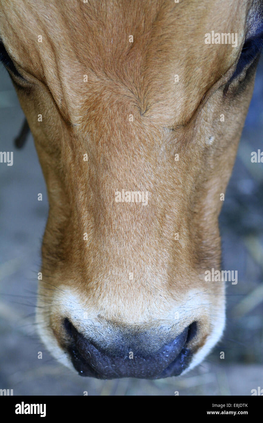 Tarine cattle hi-res stock photography and images - Alamy