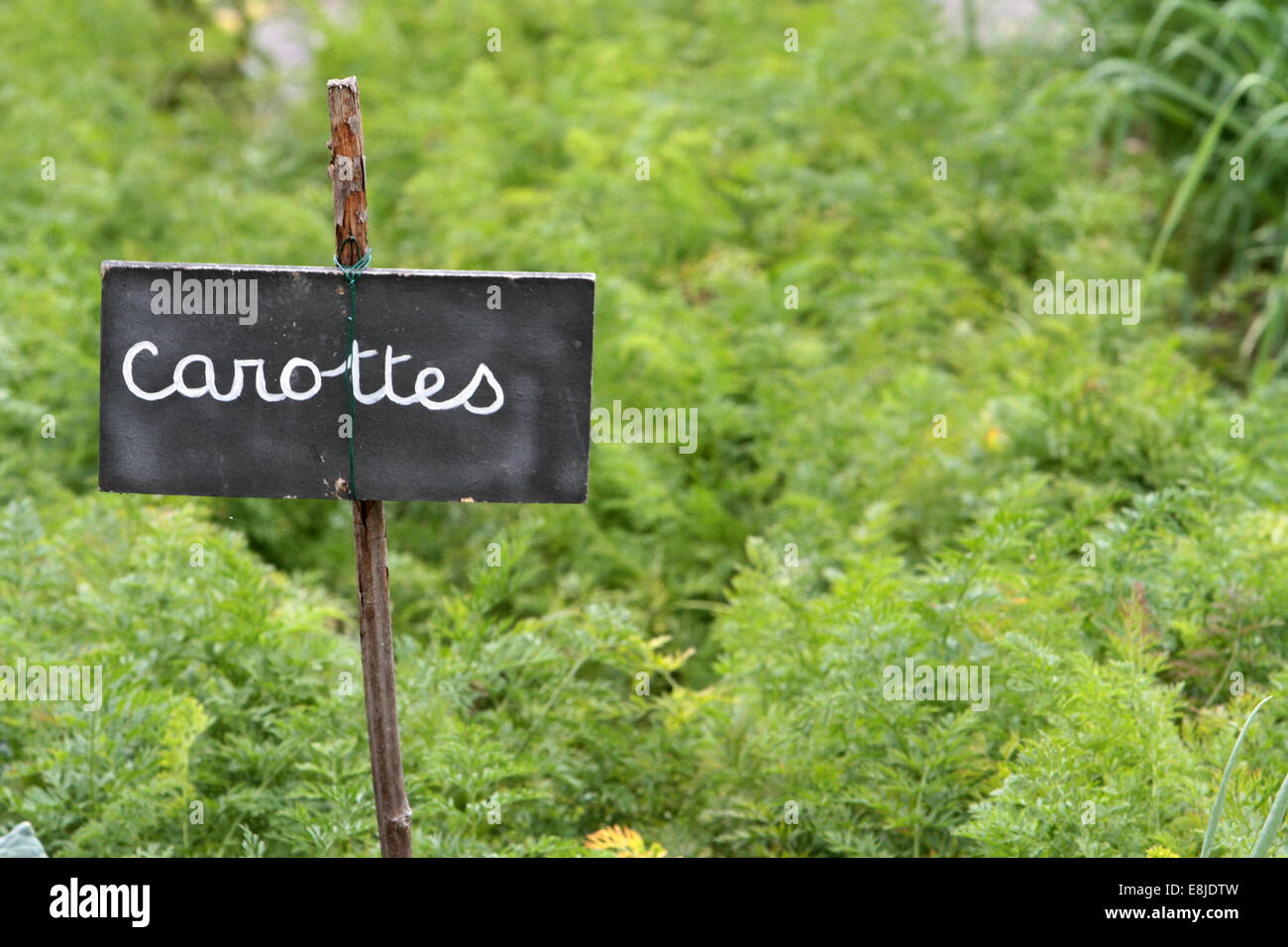 Vegetable garden in the Alps. Carrots Stock Photo - Alamy