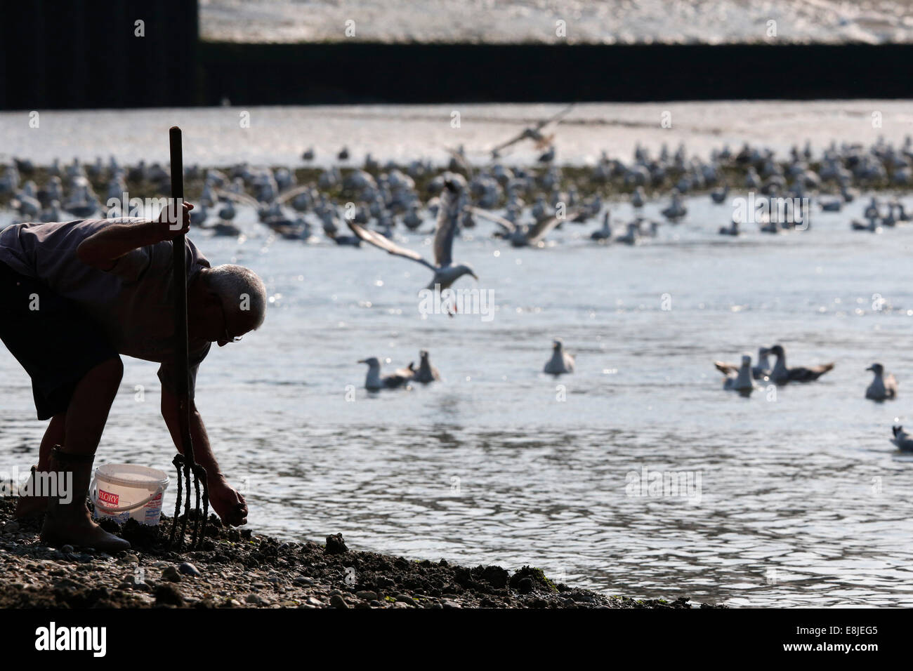 Collecting shellfish at low tide Stock Photo - Alamy