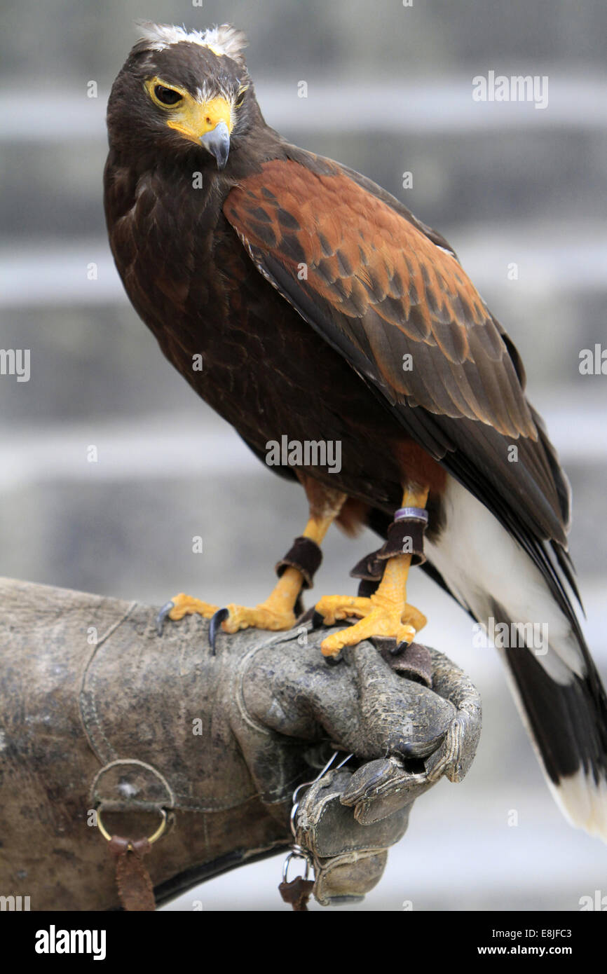 Hawk. The legend of the knights. The medieval festival of Provins Stock ...