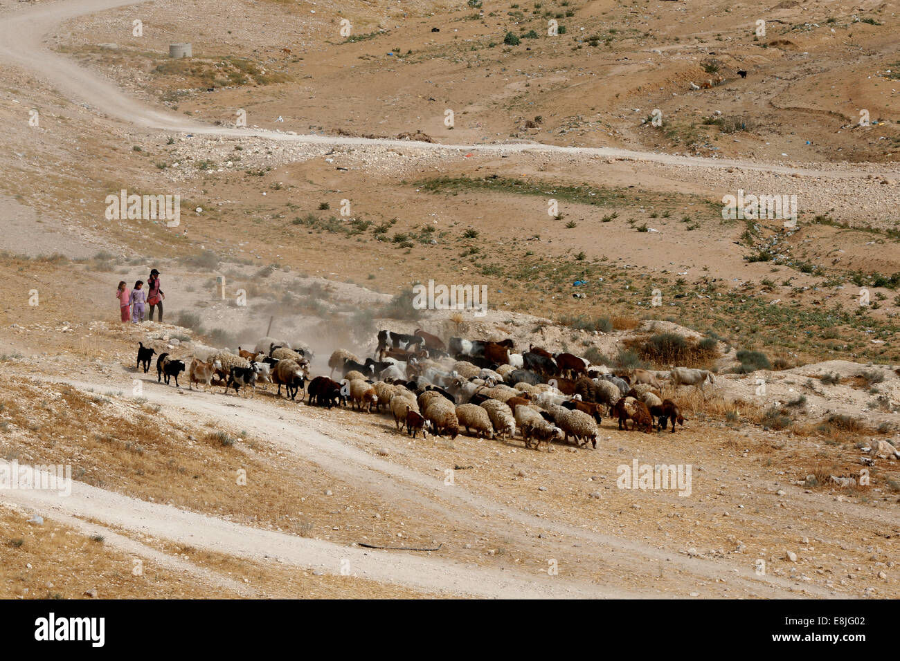 Bedouin shepherd hi-res stock photography and images - Alamy