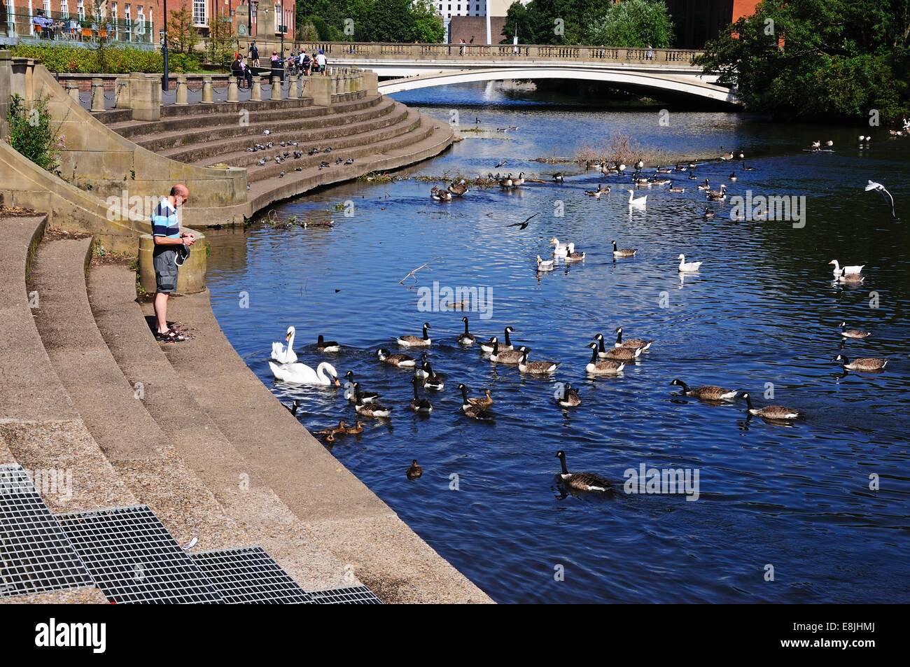 A man feeding the ducks and swans on the River Derwent, Derby ...