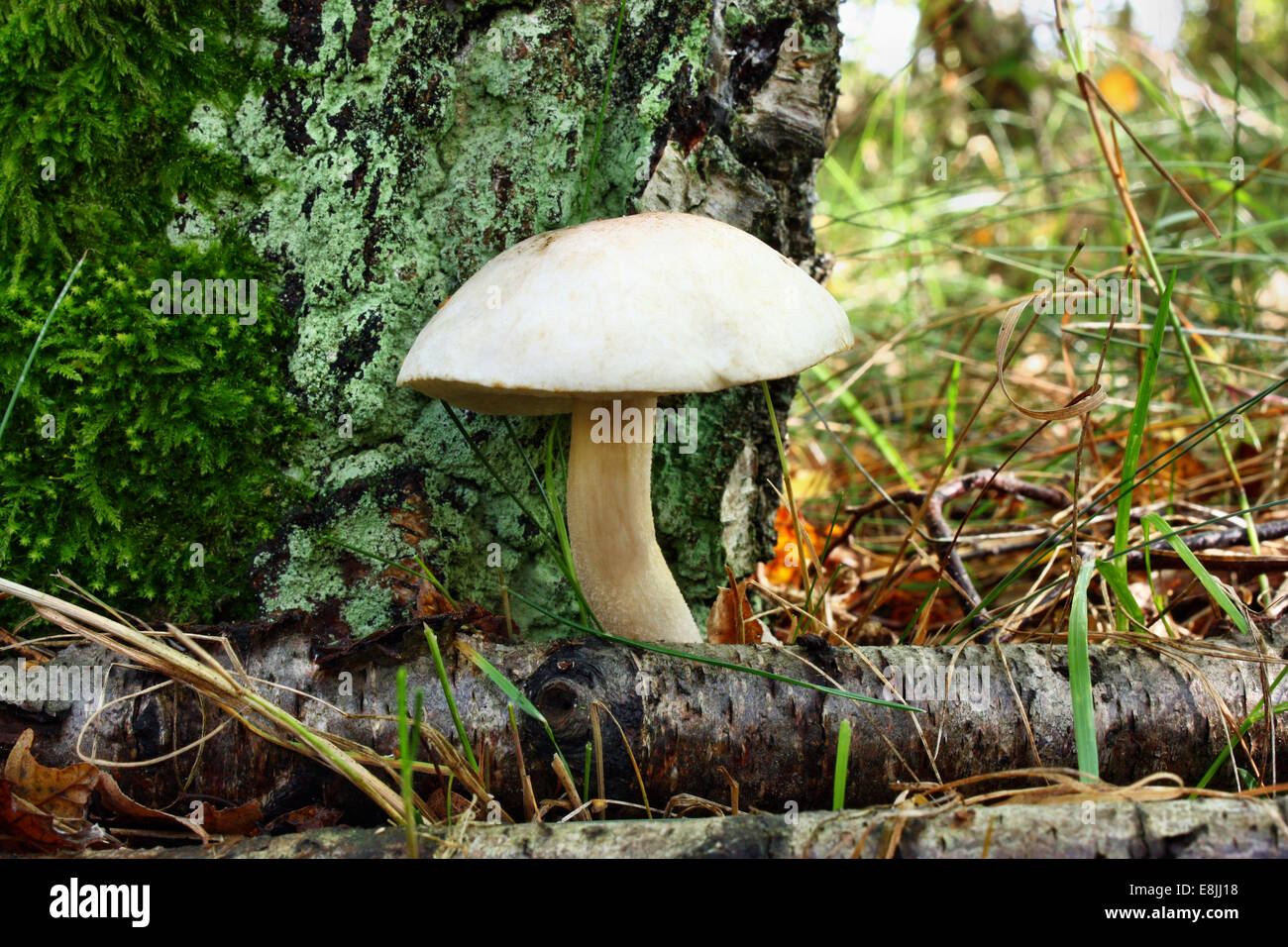 Mushroom leccinum holopus growing in the forest Stock Photo - Alamy