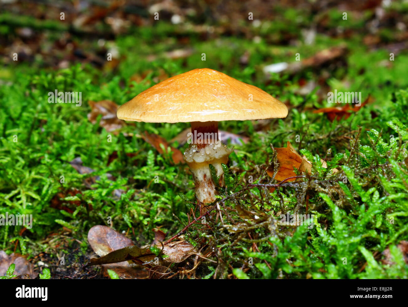 Mushroom edible suillus grevillei in the forest Stock Photo - Alamy