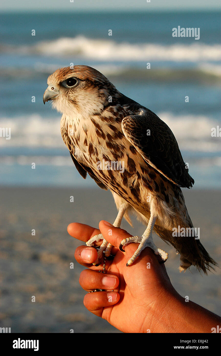 Sea falcon hi-res stock photography and images - Alamy