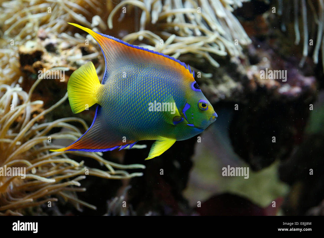 The aquarium of the Oceanographic Museum of Monaco Stock Photo - Alamy