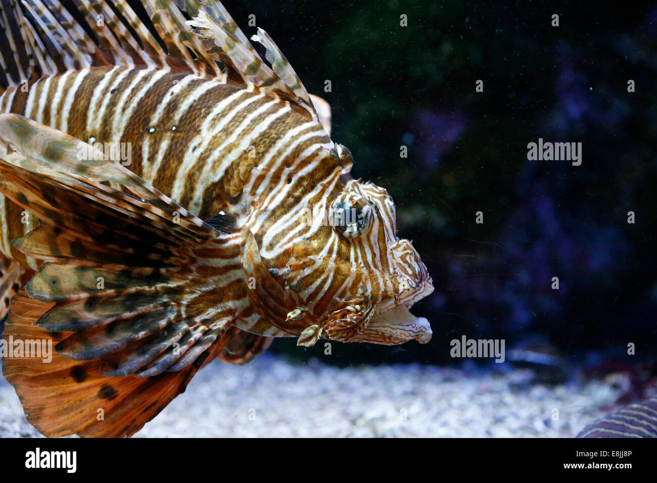 Red lion fish. The aquarium of the Oceanographic Museum of Monaco Stock ...