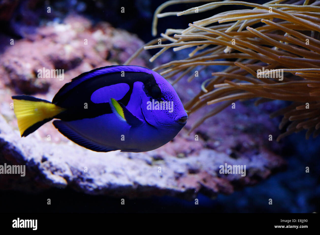 The aquarium of the Oceanographic Museum of Monaco. Blue surgeon fish ...