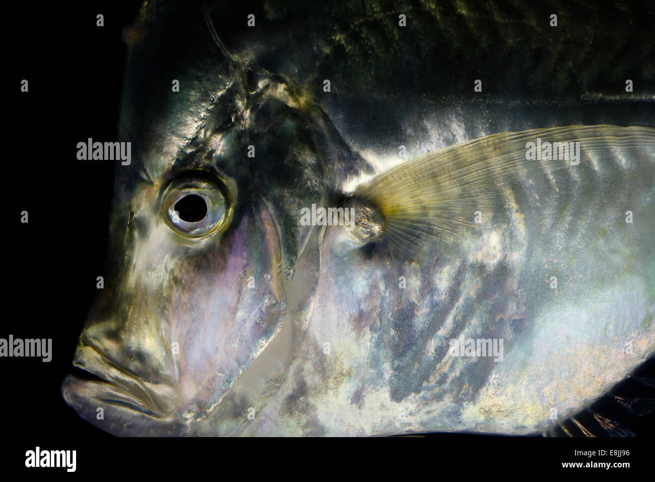 Lookdowns. (Selene Vomer). The aquarium of the Oceanographic Museum of ...