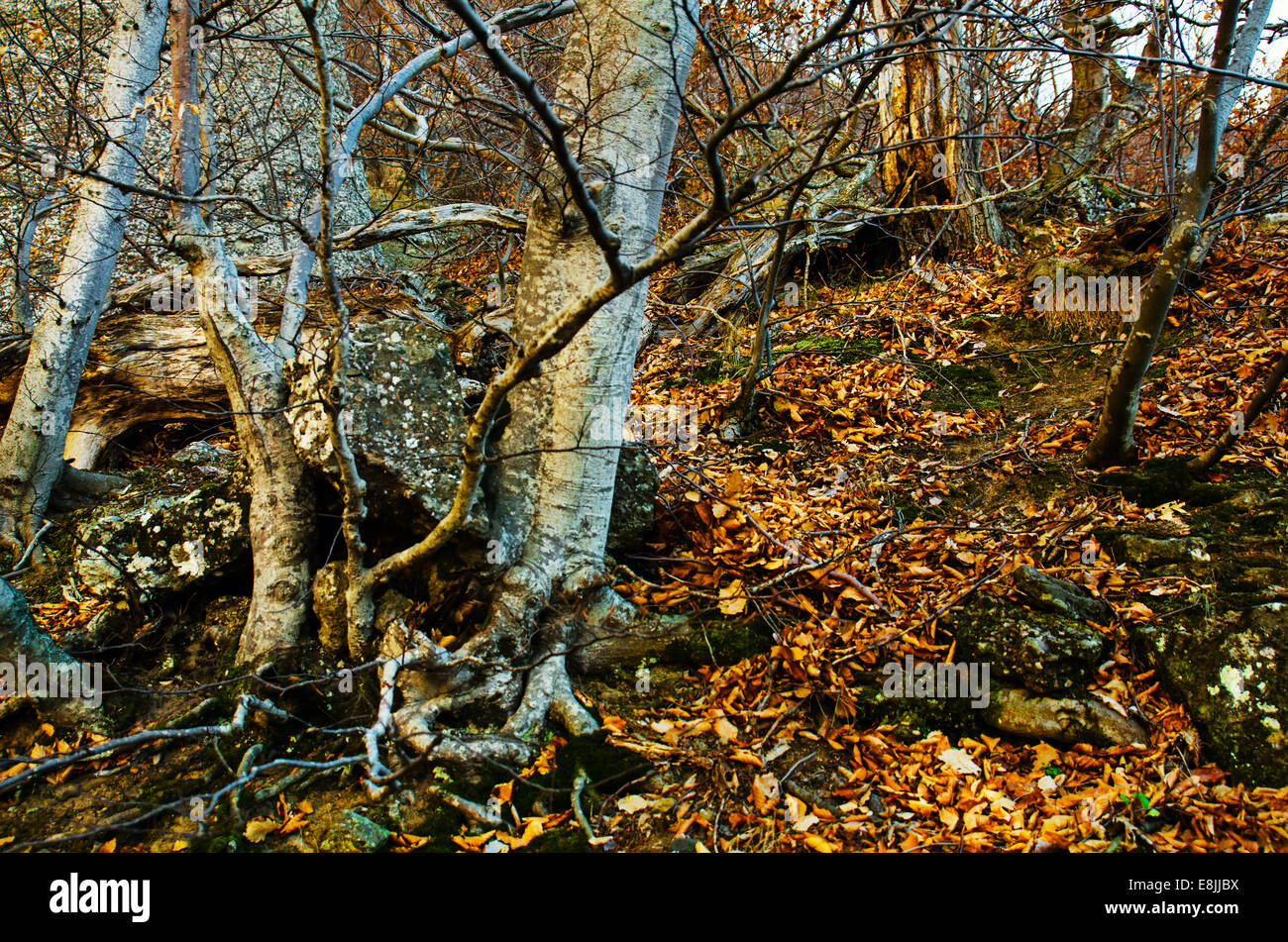 Dark mystical forest Stock Photo - Alamy
