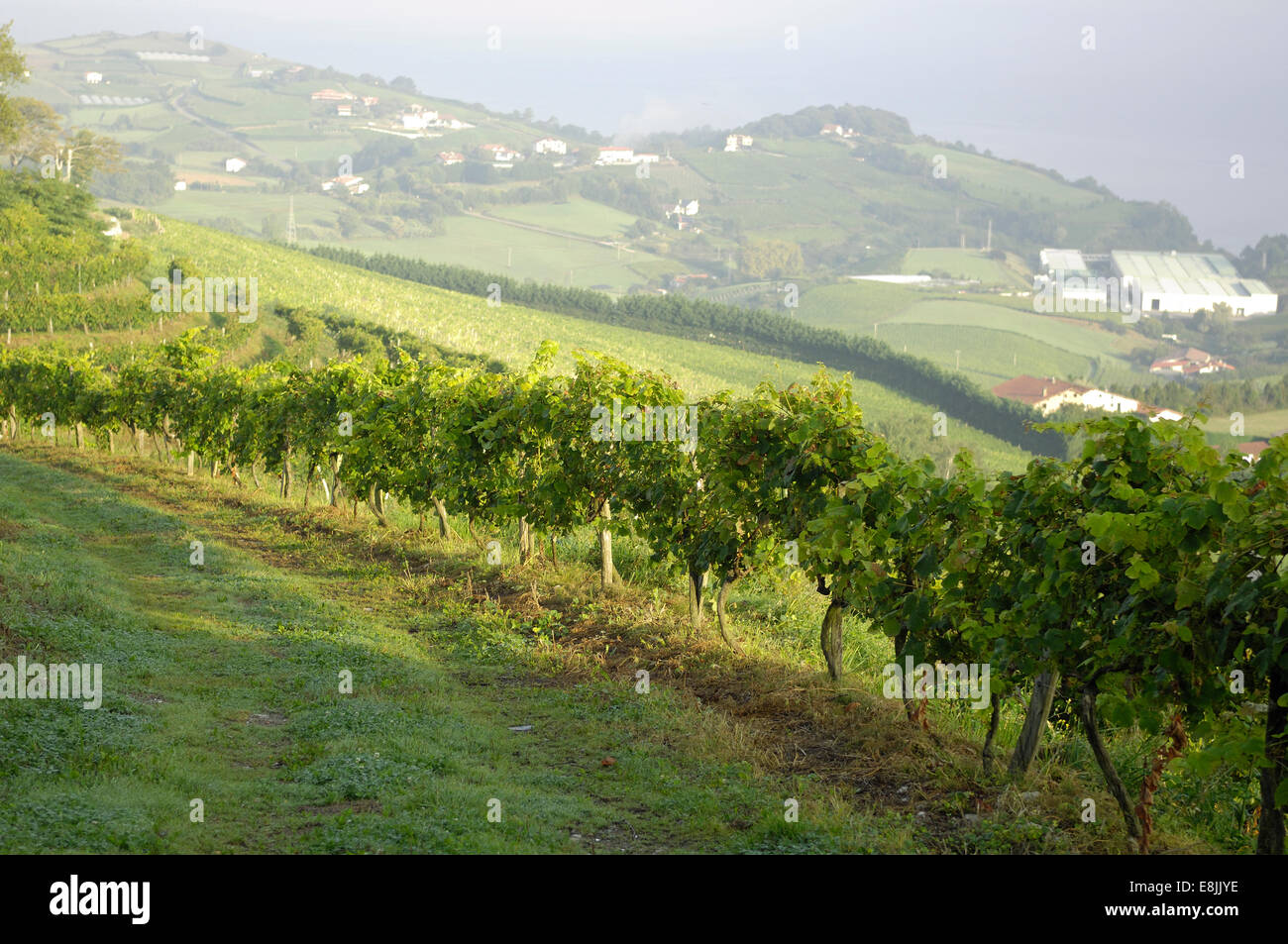 Txakoli white wine hi-res stock photography and images - Alamy