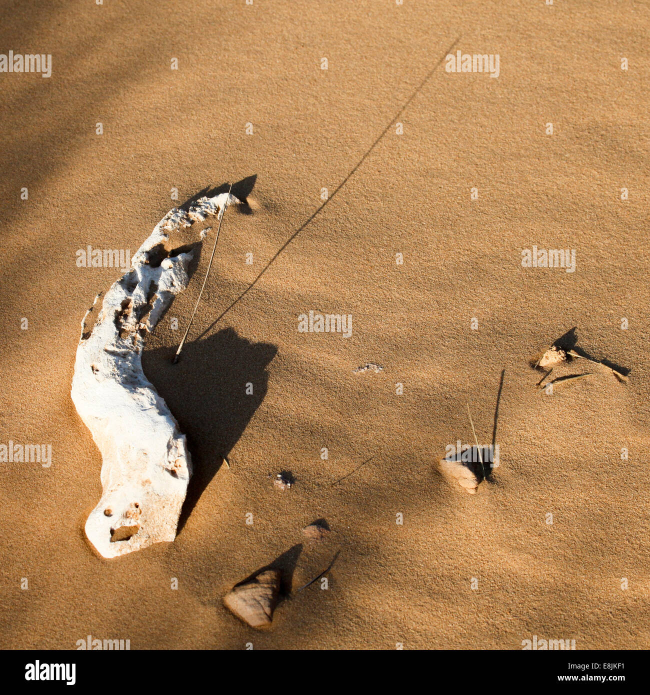 Bone in desert hi-res stock photography and images - Alamy