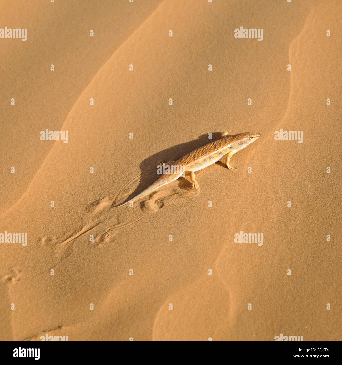 Sahara lizard hi-res stock photography and images - Alamy