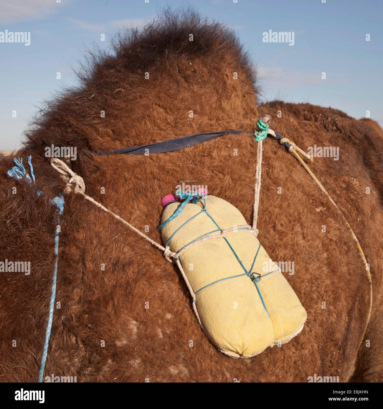 Water on a camel's back Stock Photo - Alamy