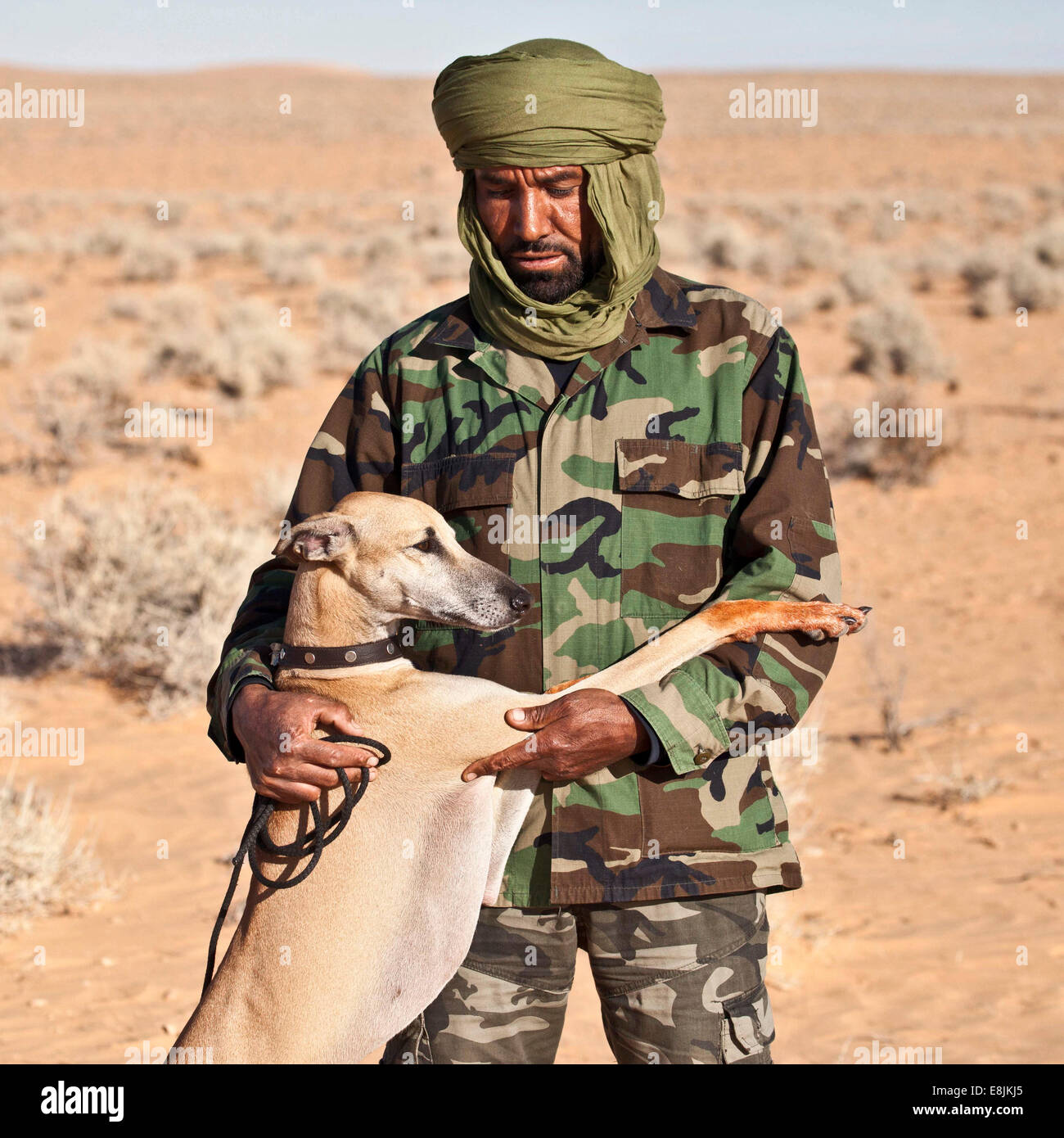 Arab greyhound hi-res stock photography and images - Alamy