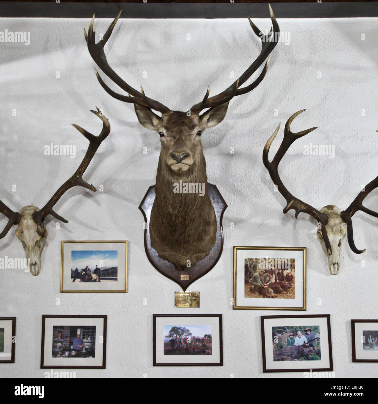 The stags head hi-res stock photography and images - Alamy