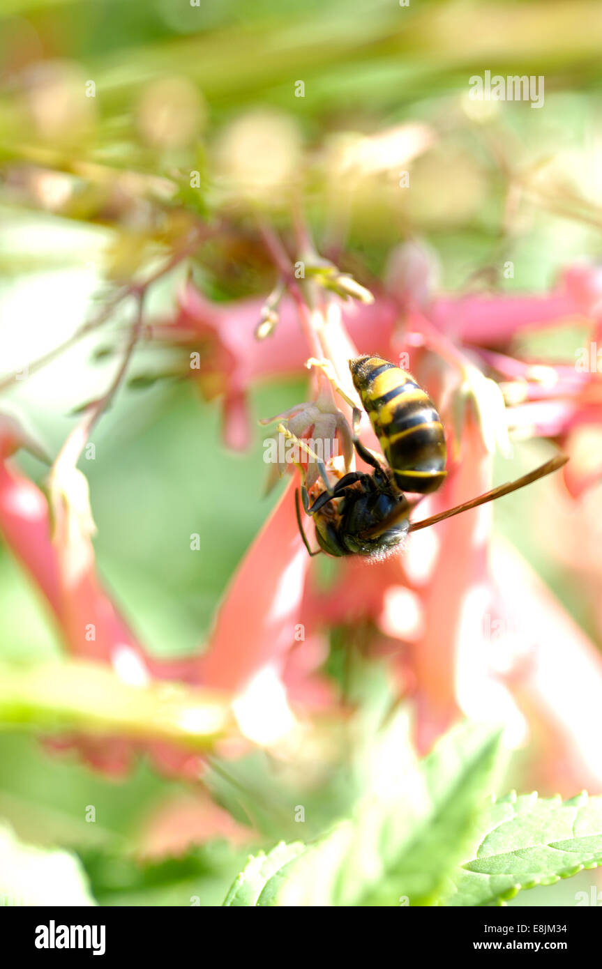 Wasp pollination hi-res stock photography and images - Alamy