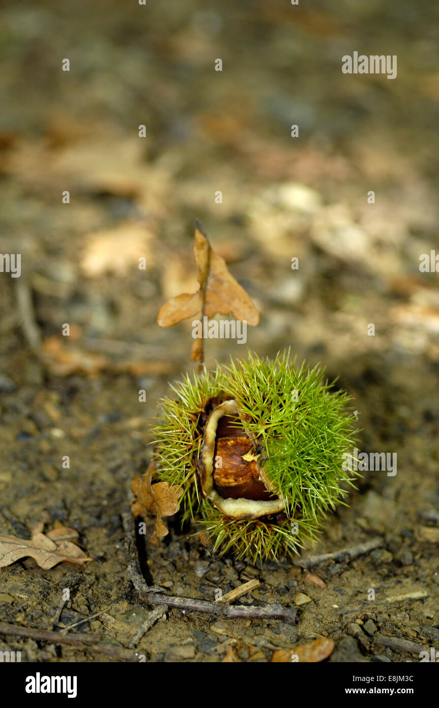 Open chesnut hi-res stock photography and images - Alamy