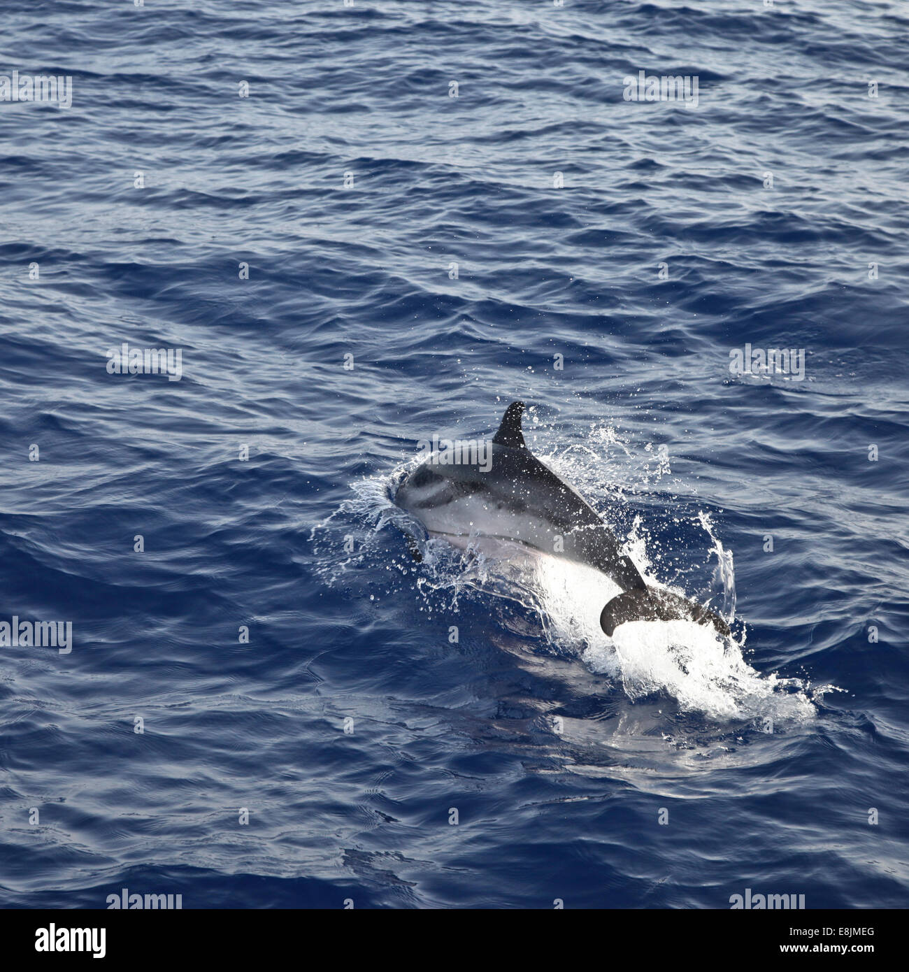Dolphin movement hi-res stock photography and images - Alamy