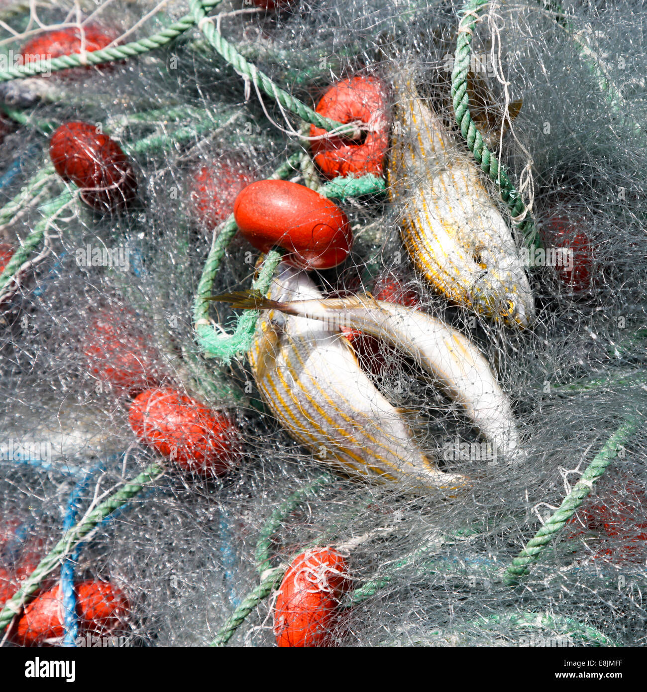 Fish caught in nets Stock Photo - Alamy