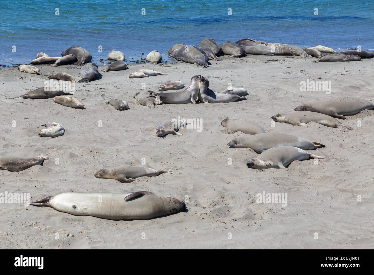 Seals relaxing on the beach Stock Photo - Alamy