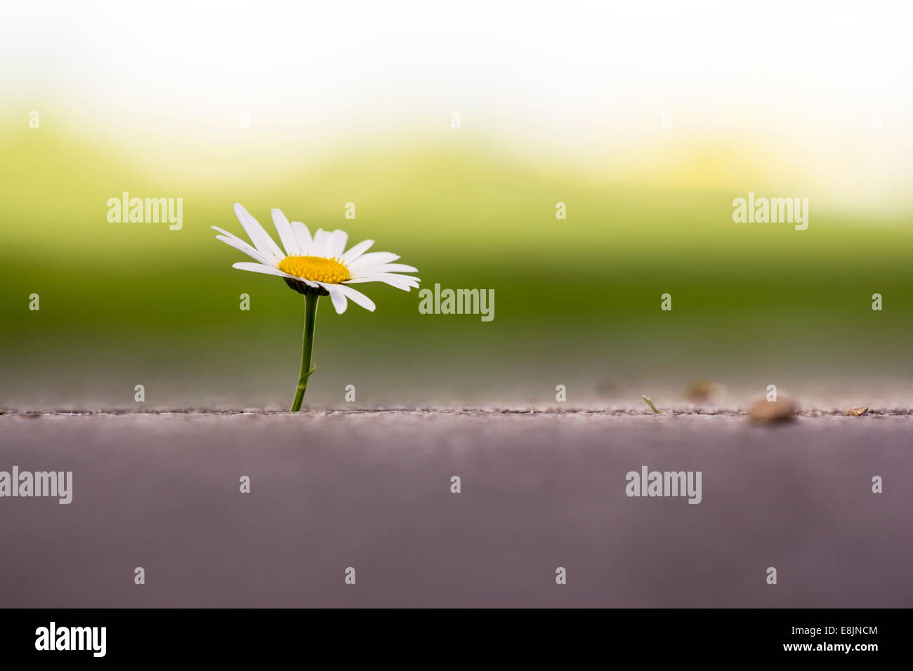 Single petal flower hi-res stock photography and images - Alamy