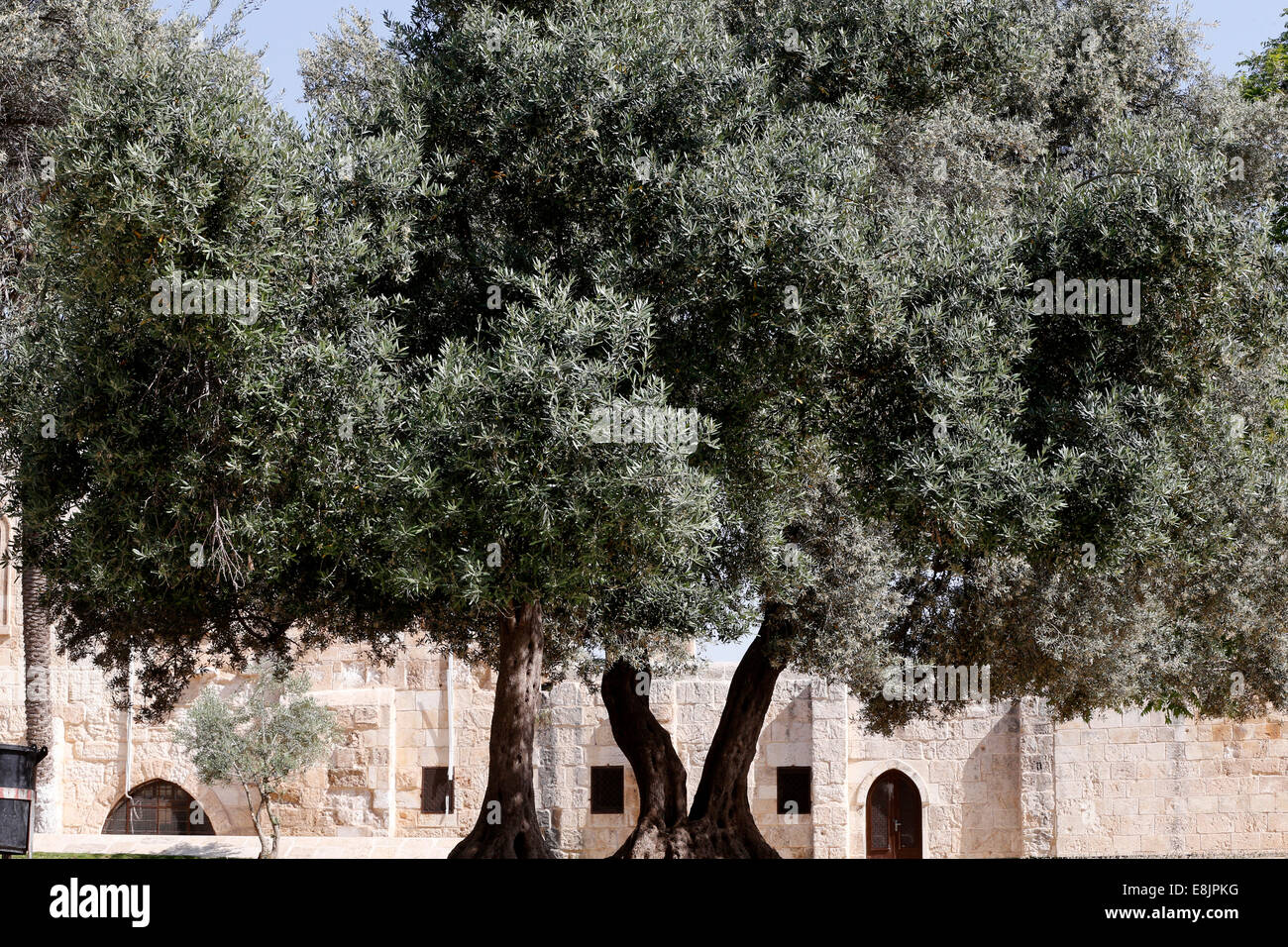 Olive trees on the Temple Mount Stock Photo - Alamy