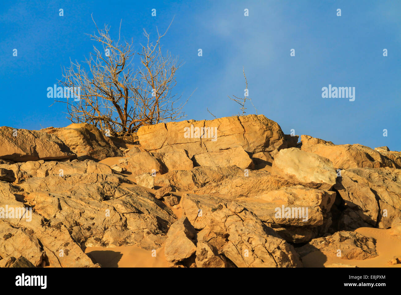 Dry parched tree in a desert landscape Stock Photo - Alamy