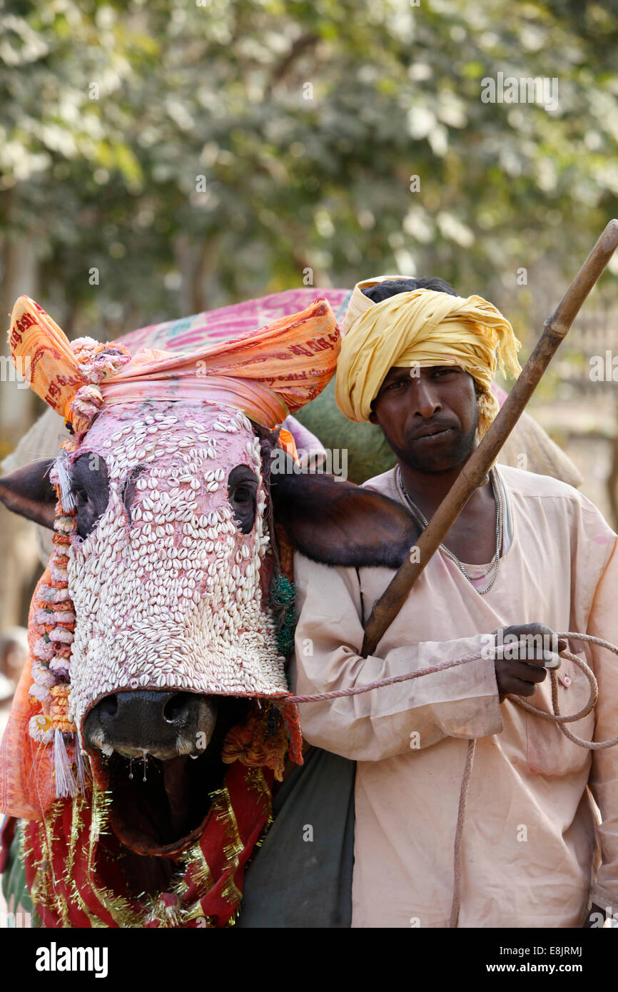 Cow herder performing Hindu rituals on the Goverdan Parikrama ...