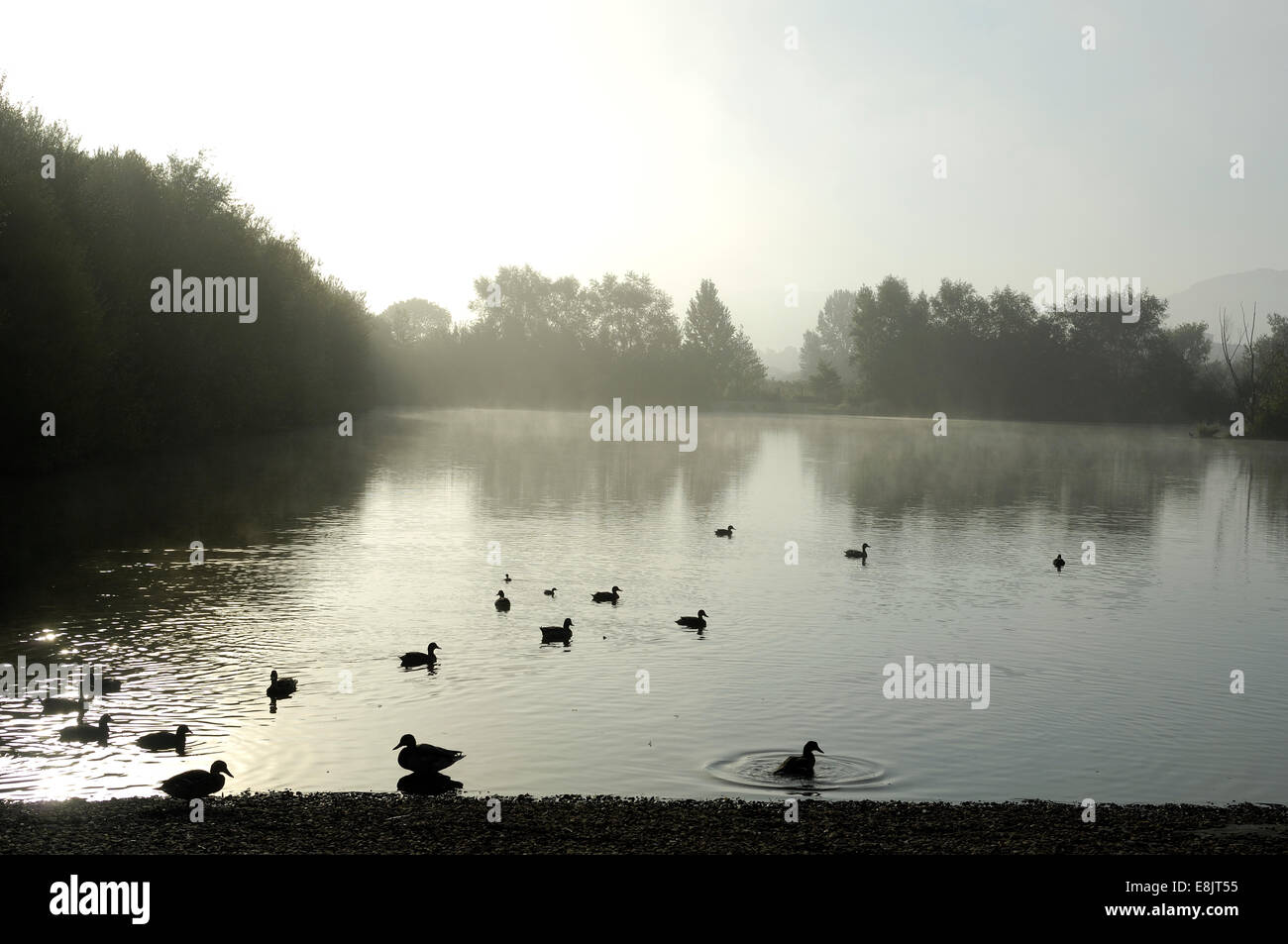 Fog marsh hi-res stock photography and images - Alamy