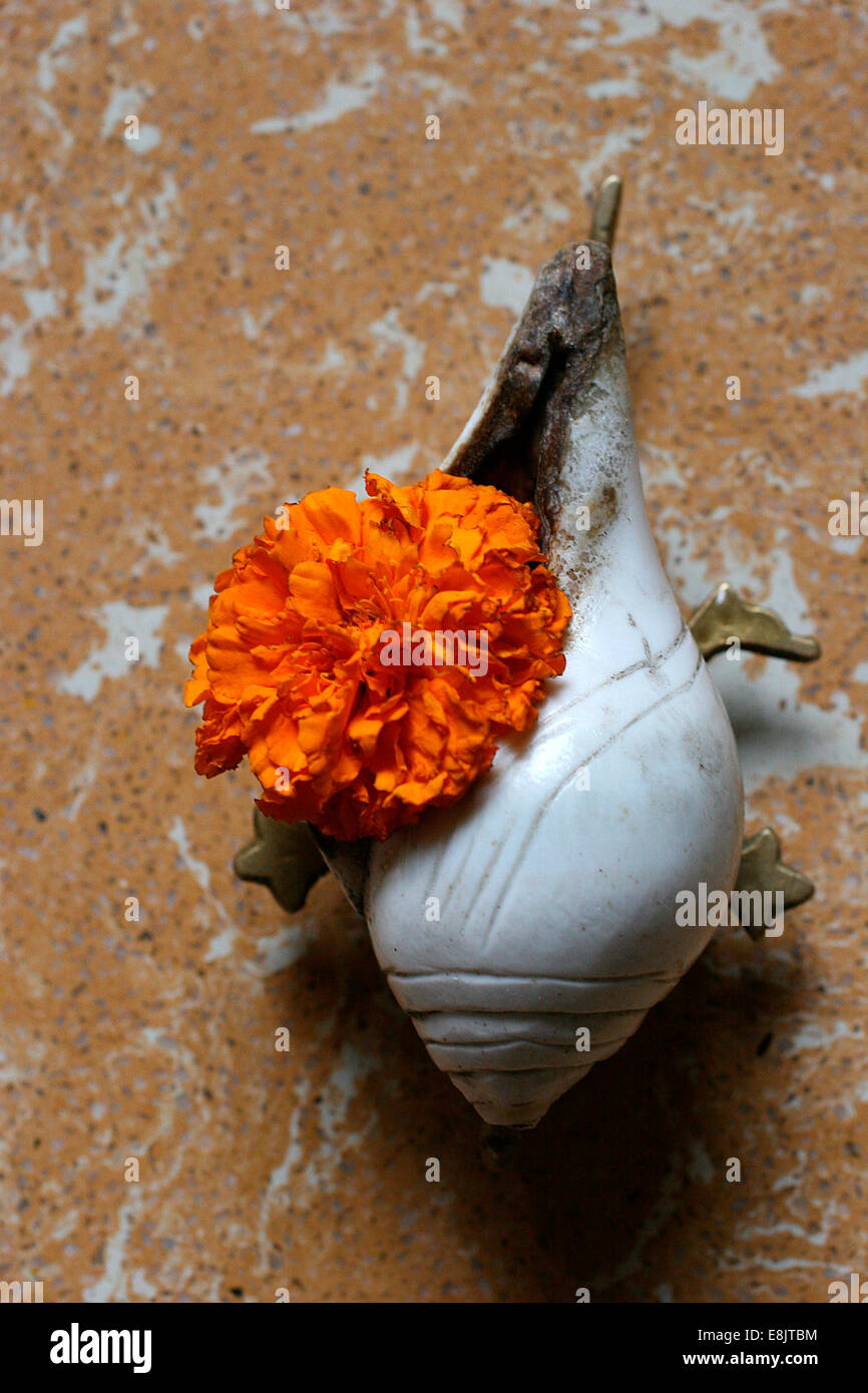 Conch in a Hindu temple Stock Photo - Alamy