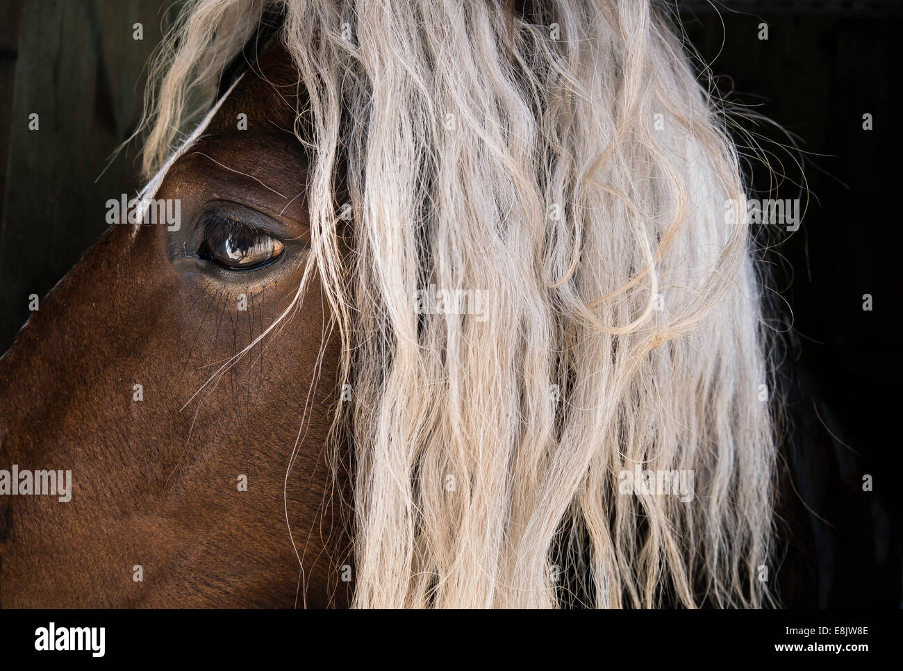 horse with tall mane Stock Photo - Alamy