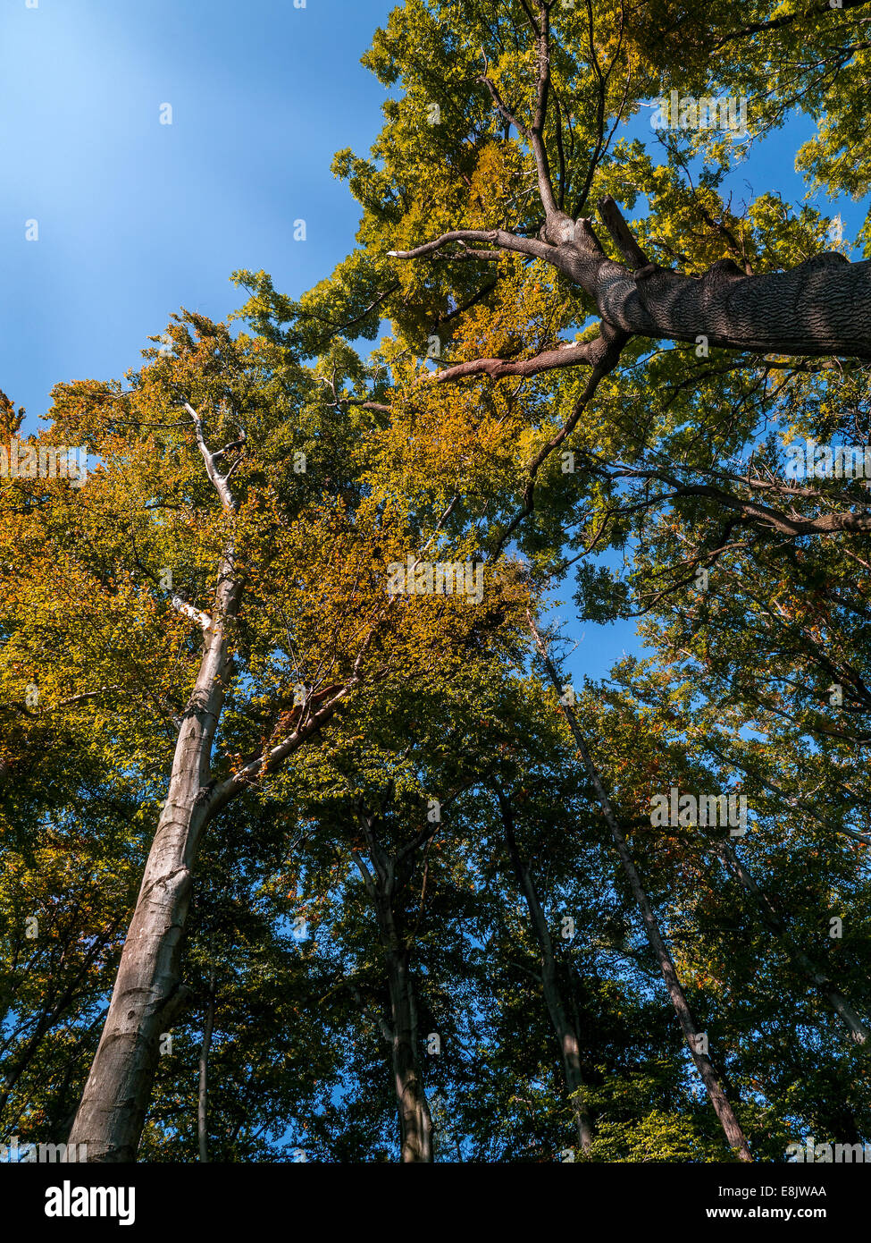 Tree crowns in fall colors - looking upwards Stock Photo - Alamy