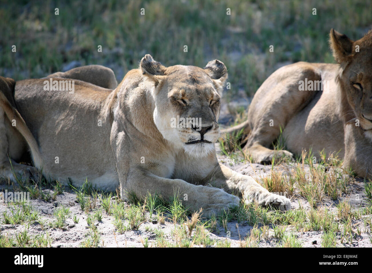 Sleeping lioness hi-res stock photography and images - Alamy