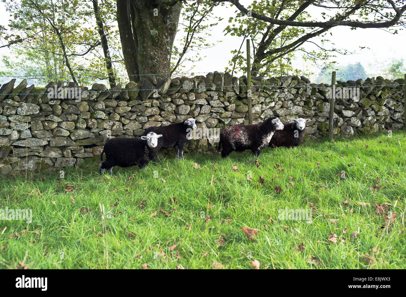 dh Herdwick SHEEP UK Cumbrian sheep sheltering dry stone wall cumbria ...
