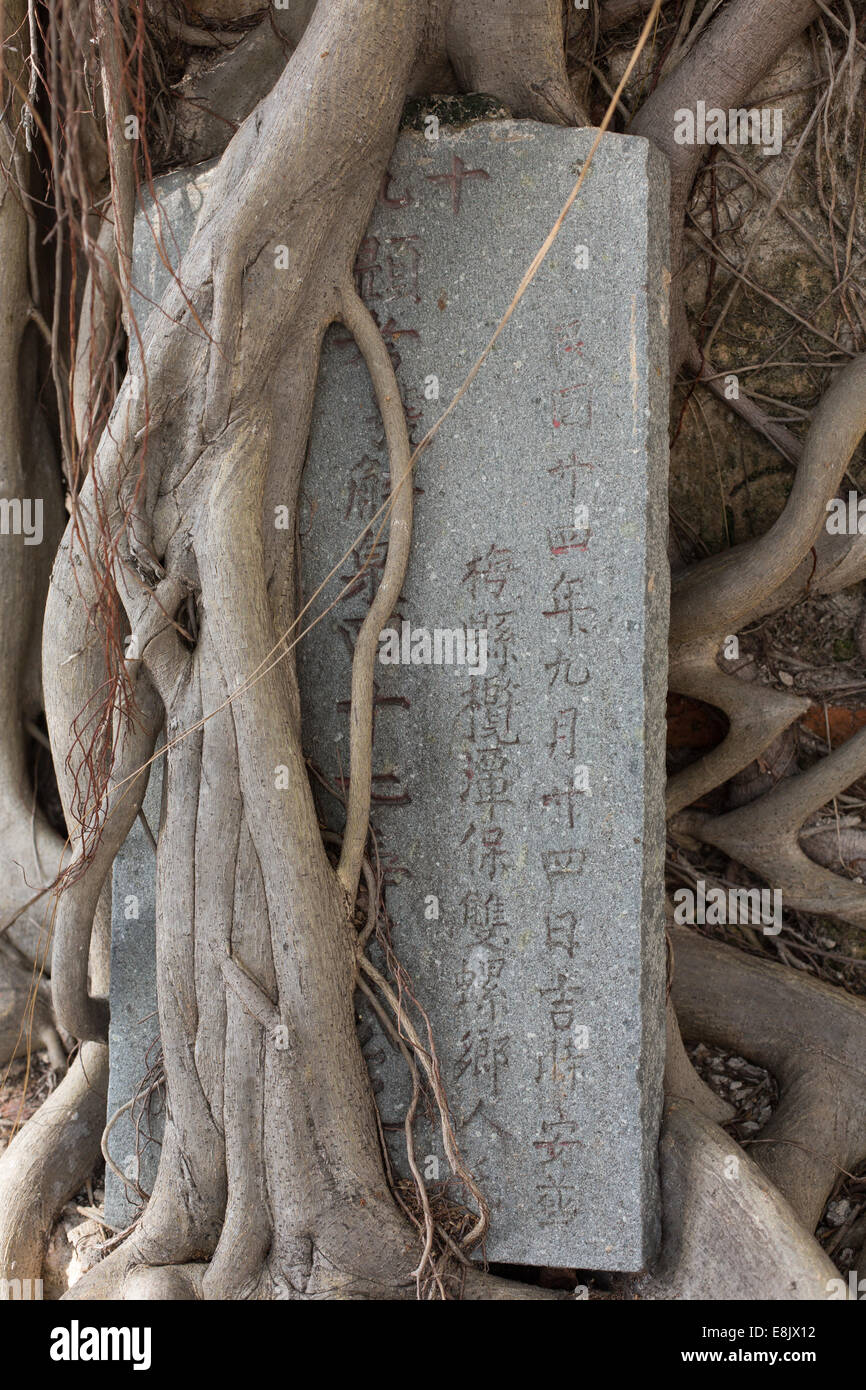 Roots of a sacred bodhi tree entwine a misplaced marker, Chinese ...