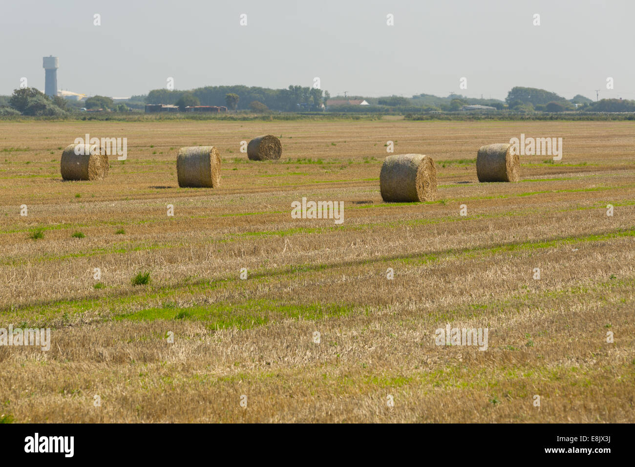 field with bales of hay Stock Photo - Alamy