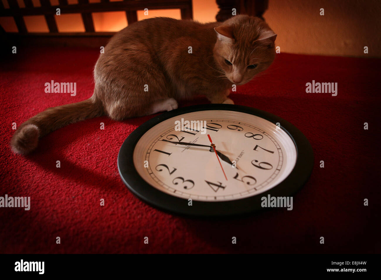 A cat with an anti clockwise turning clock Stock Photo - Alamy