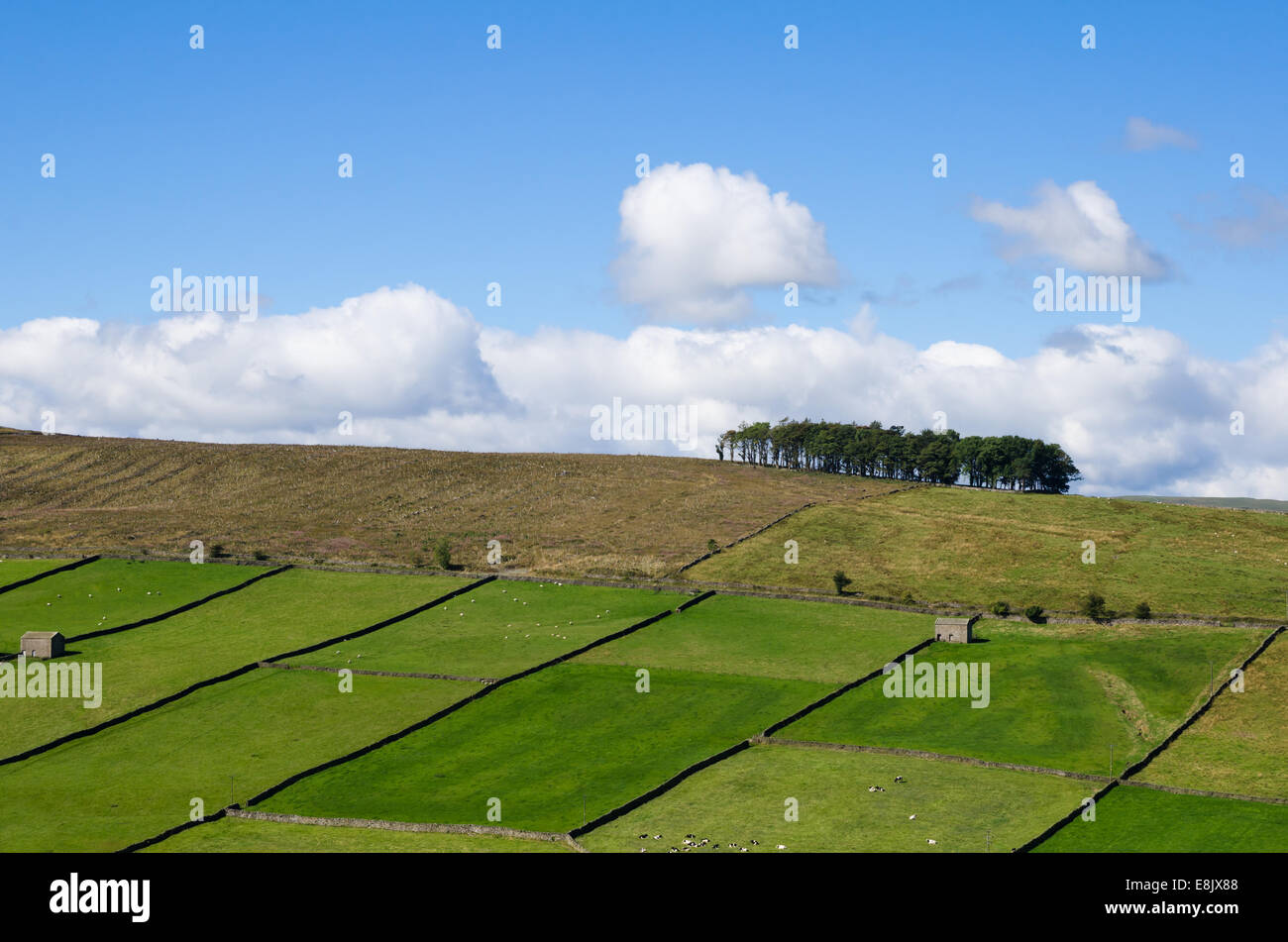 Copse and field patterns Stock Photo - Alamy