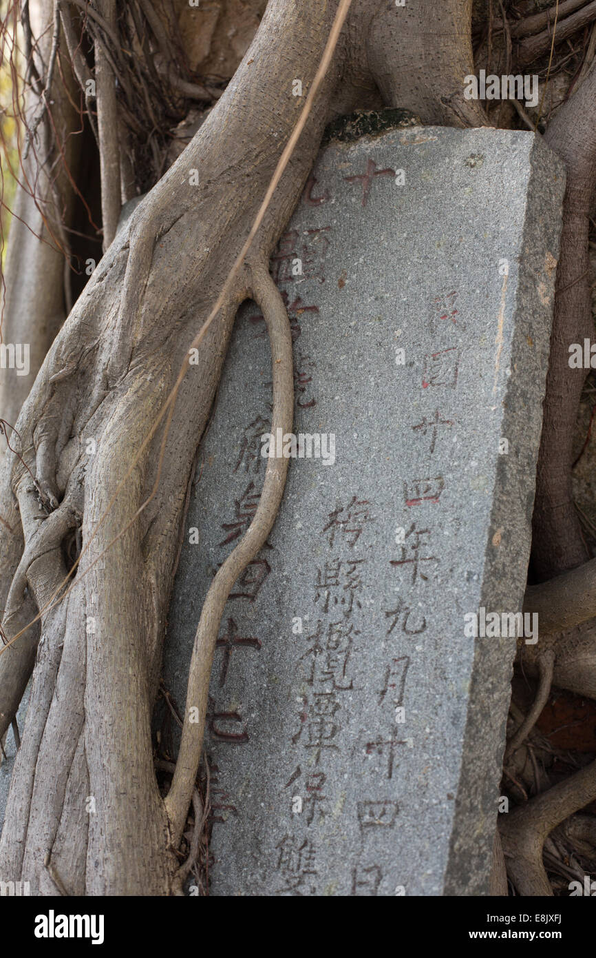 Roots of a sacred bodhi tree entwine a misplaced marker, Chinese ...