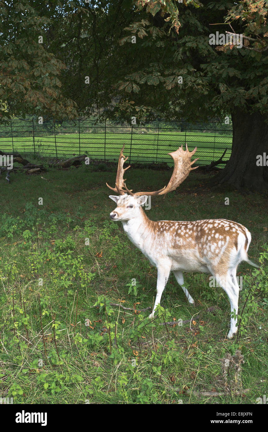 dh Dama dama DEER UK Fallow Deer buck male antlers Aston Court Estate ...