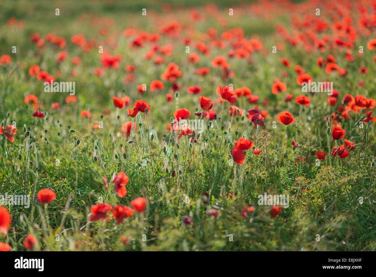 Beautiful English poppy field Stock Photo - Alamy