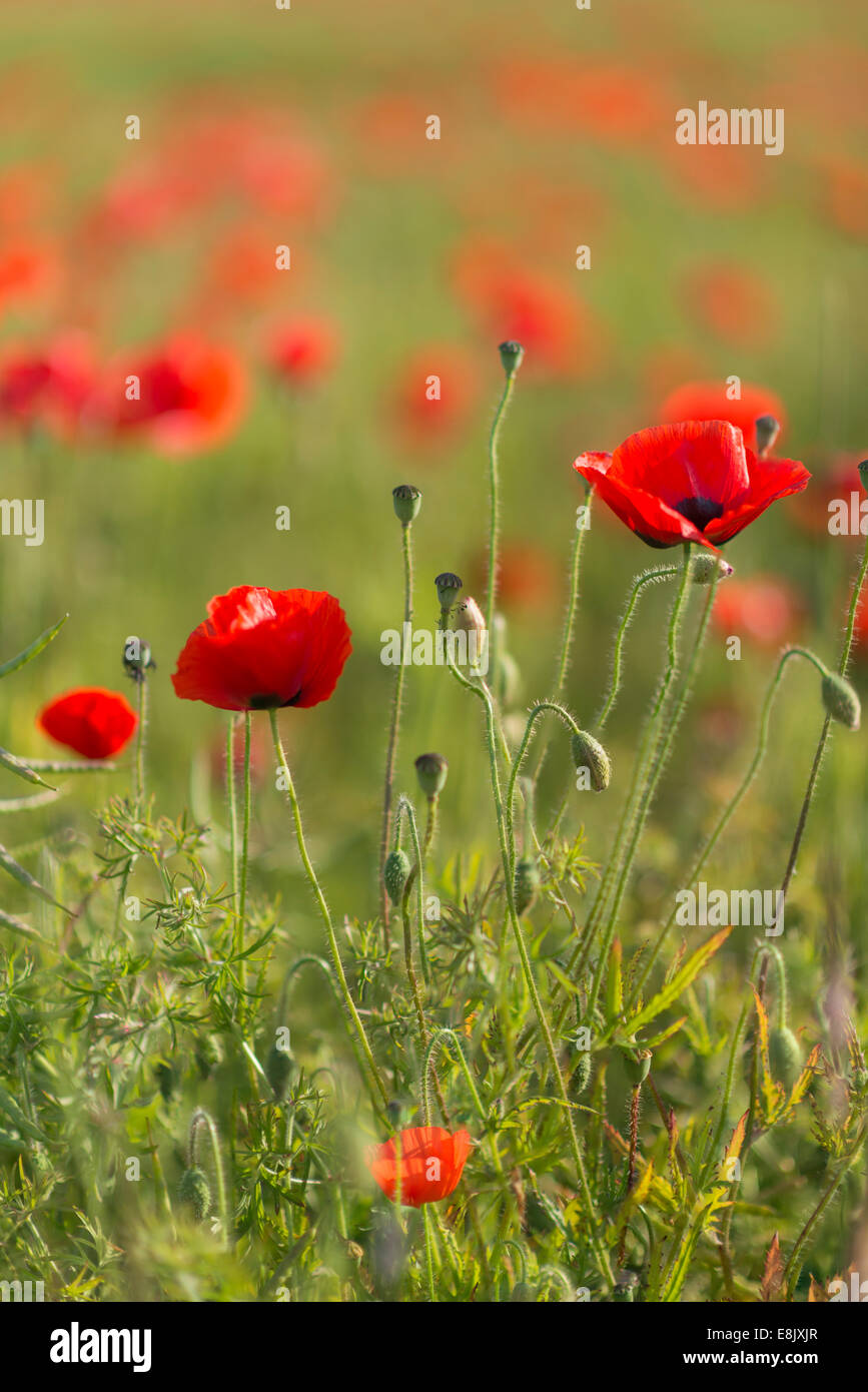 English poppy hi-res stock photography and images - Alamy
