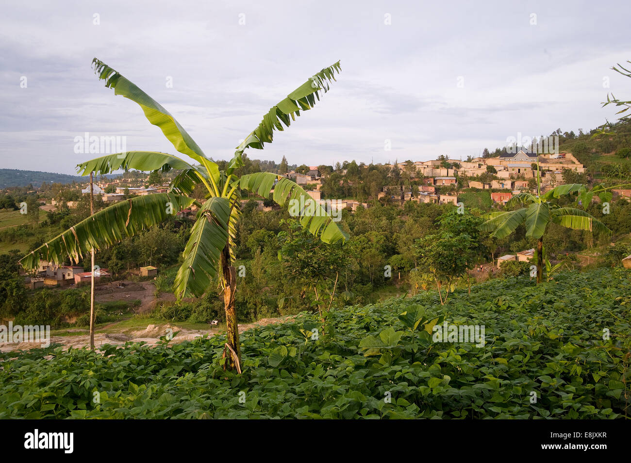 RWANDA, KIGALI: There is lots of nature in the capital, green rolling ...